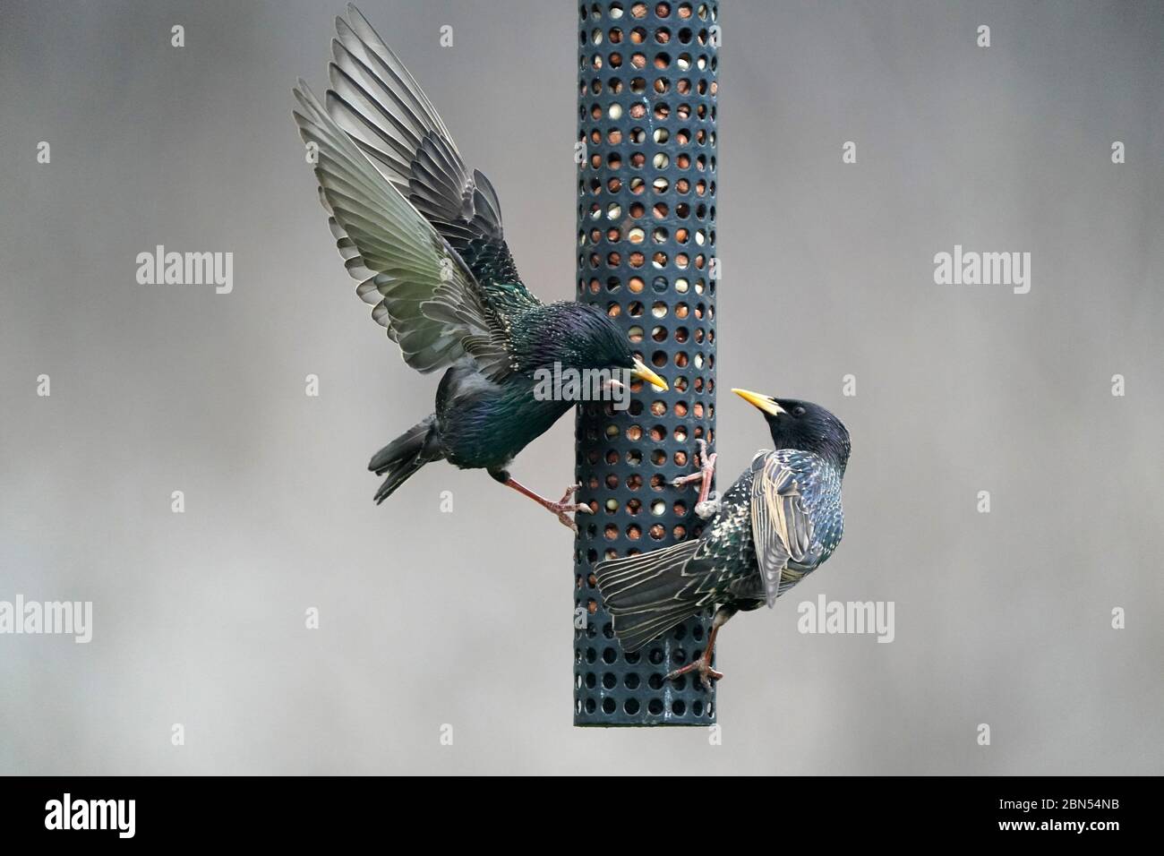 European birds species in bokeh hi-res stock photography and images - Alamy
