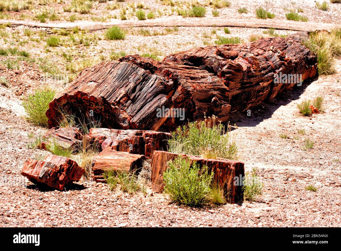 Petrified tree trunk hi-res stock photography and images - Alamy