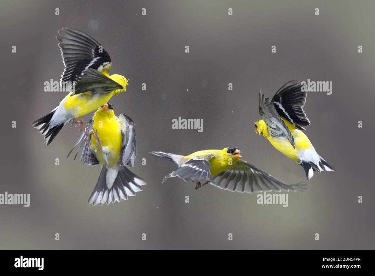 Goldfinches fighting hi-res stock photography and images - Alamy
