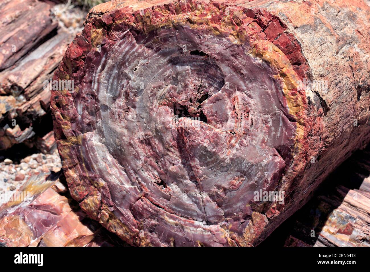 Petrified tree trunk hi-res stock photography and images - Alamy