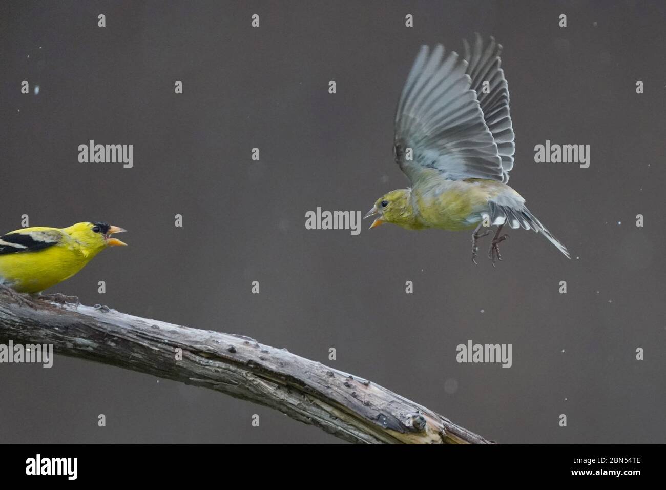 Goldfinches fighting hi-res stock photography and images - Alamy