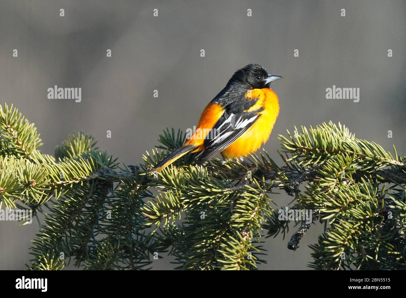Baltimore oriole on white hi-res stock photography and images - Alamy