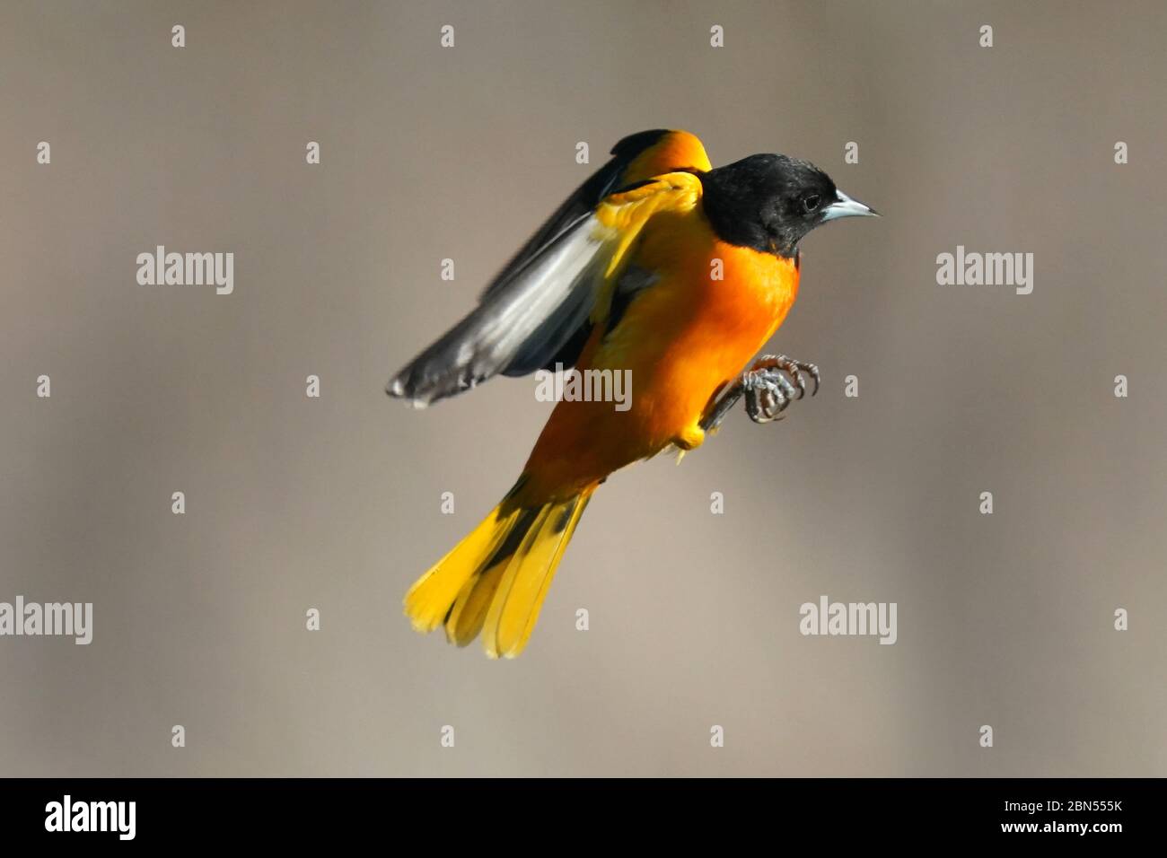 Baltimore Oriole Male in flight Stock Photo - Alamy
