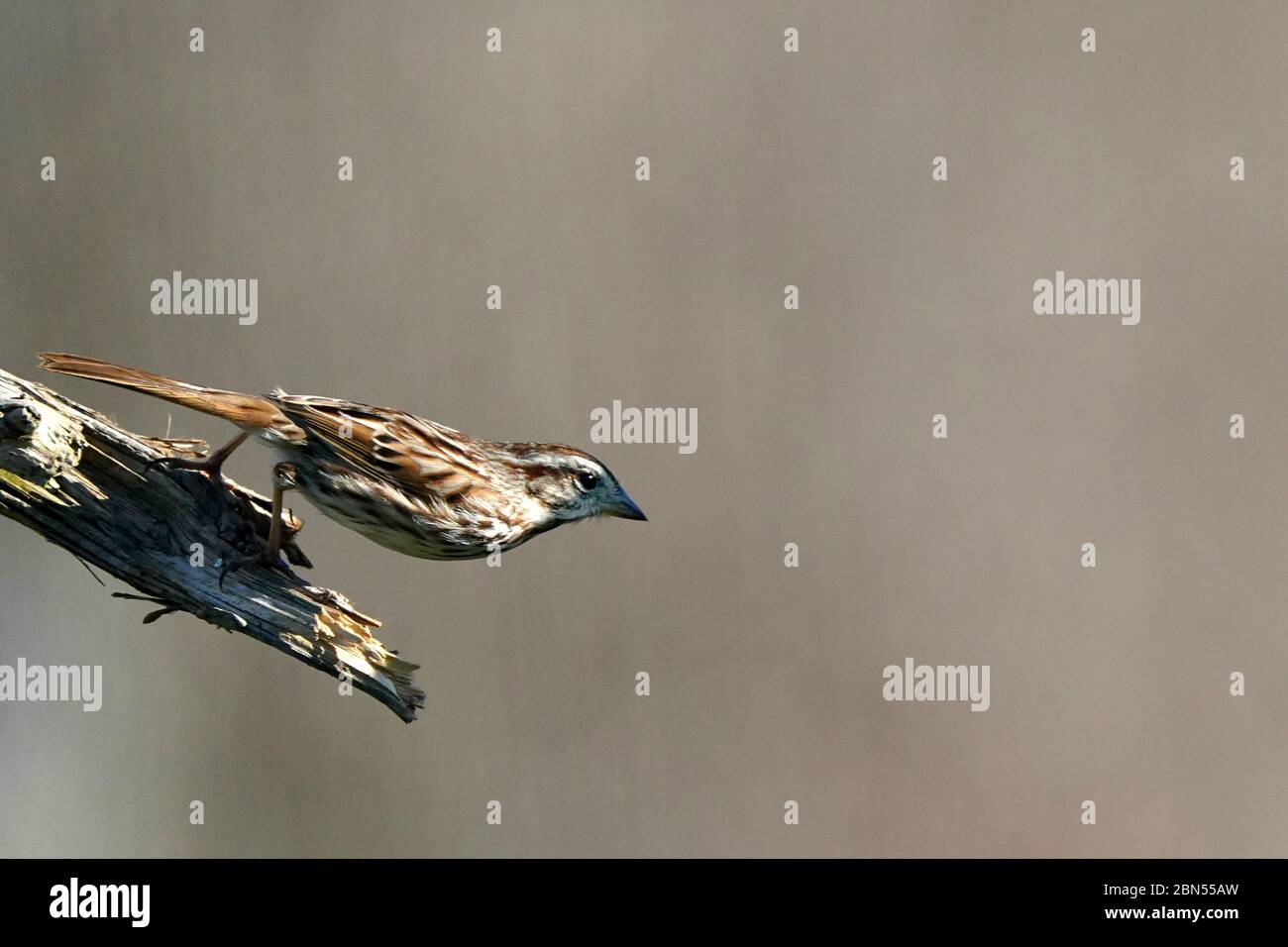 Eight species of sparrows native to canada hi-res stock photography and ...