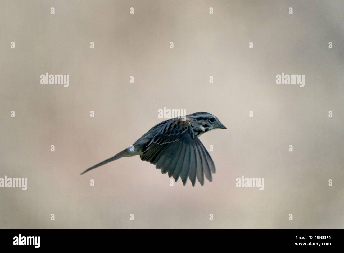 Song sparrow perching and taking off into flight Stock Photo - Alamy