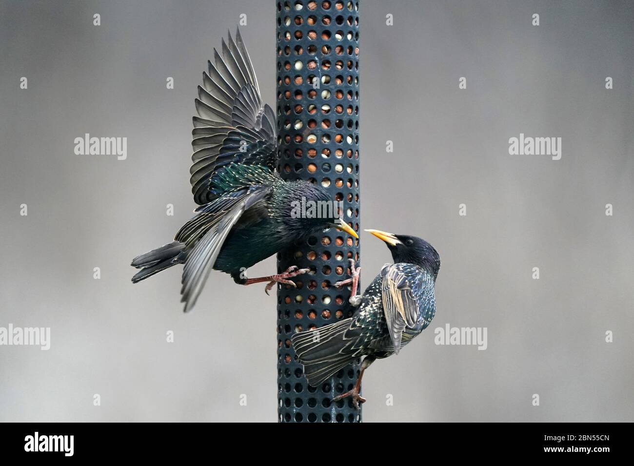 Starlings fighting on bird feeder over food Stock Photo - Alamy