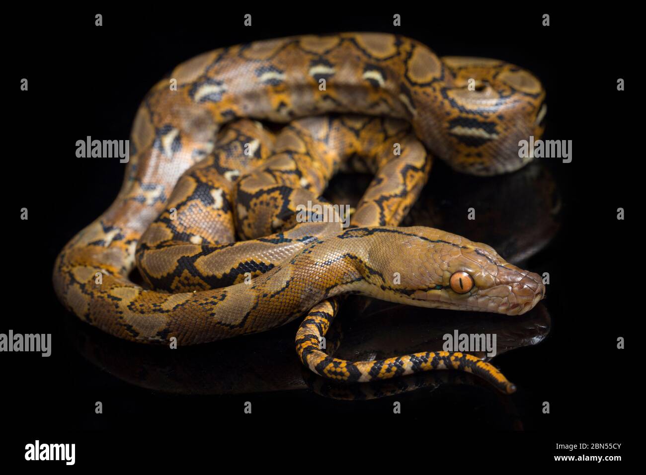 Reticulated Python (Python reticulatus) isolated on black background ...