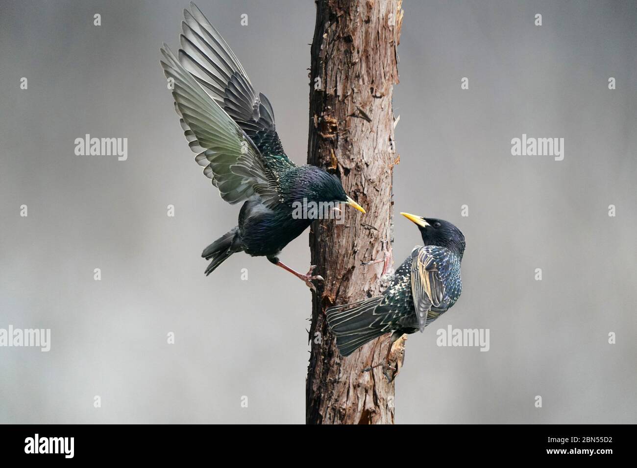 Rainbow colours come from feather construction hi-res stock photography ...