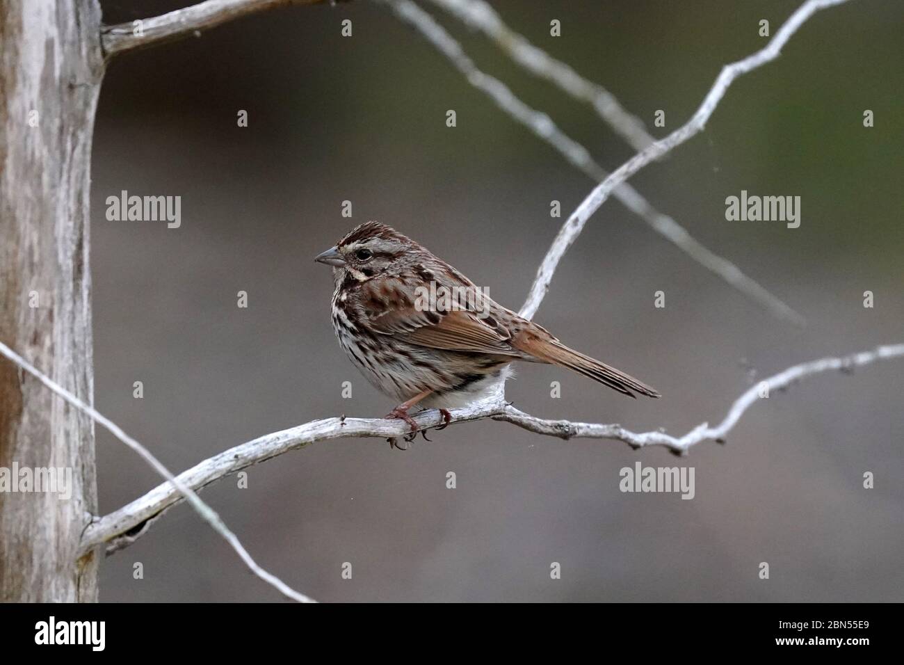 Eight species of sparrows native to canada hi-res stock photography and ...