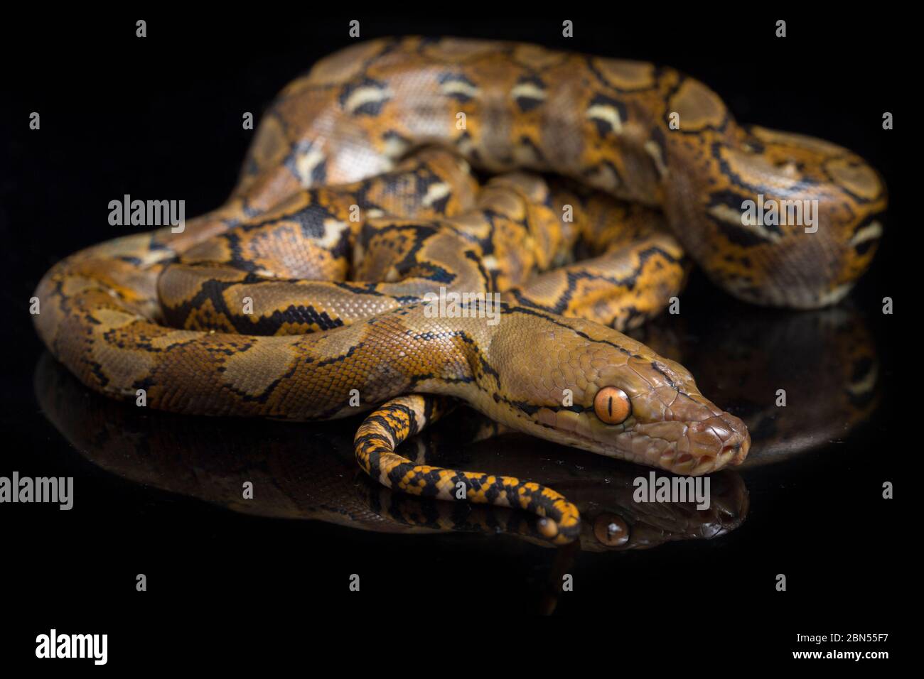 Reticulated Python (Python reticulatus) isolated on black background ...