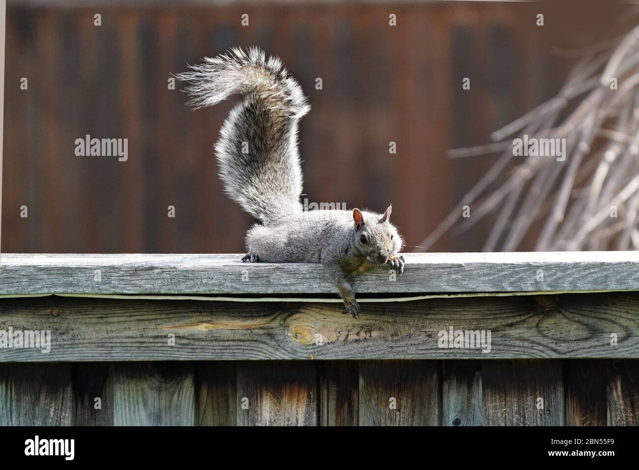 Squirrels on guard hi-res stock photography and images - Alamy