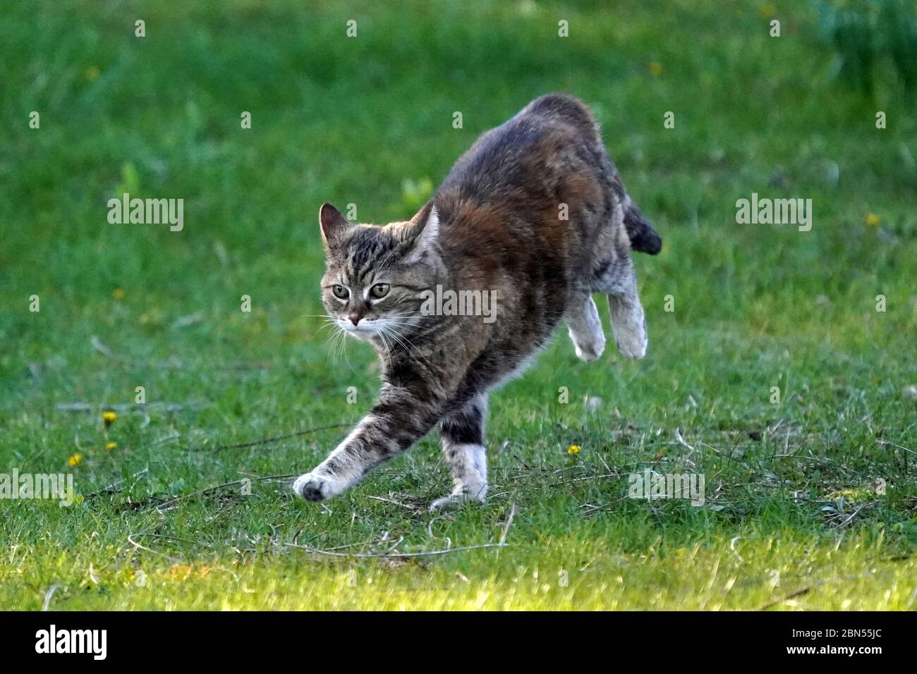 Domestic shorthair cat running on lawn very fast Stock Photo - Alamy
