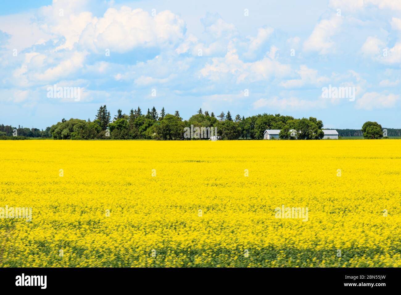 Canola field regina hi-res stock photography and images - Alamy