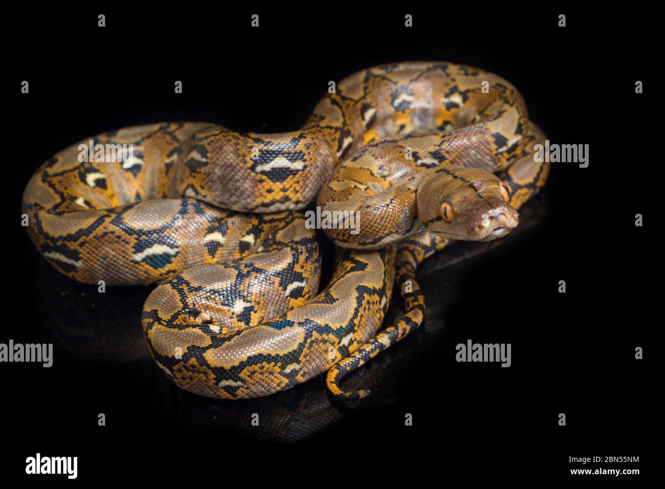 Reticulated Python (Python reticulatus) isolated on black background ...
