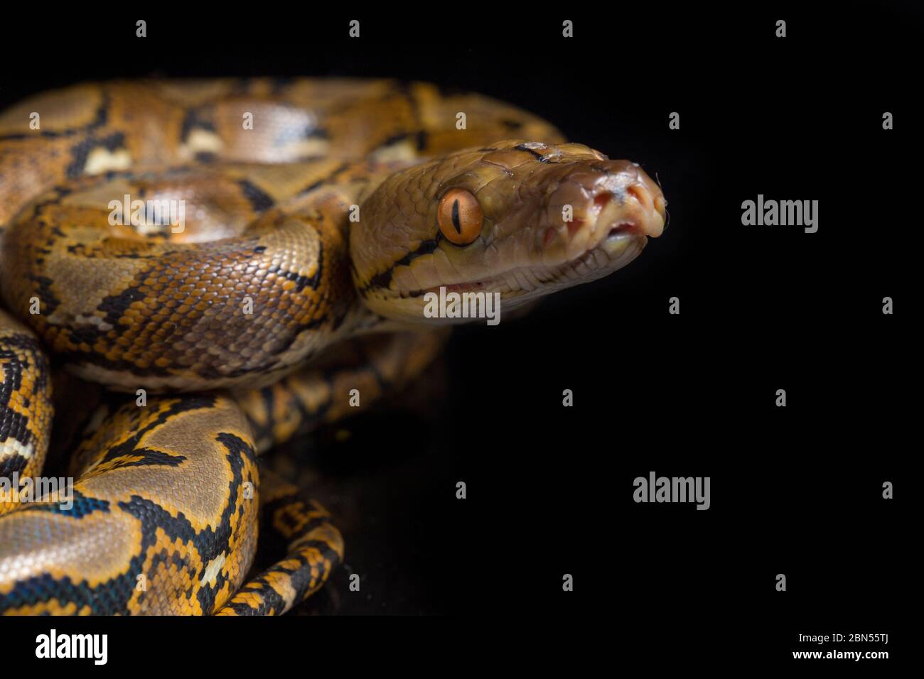 Reticulated Python (Python reticulatus) isolated on black background ...