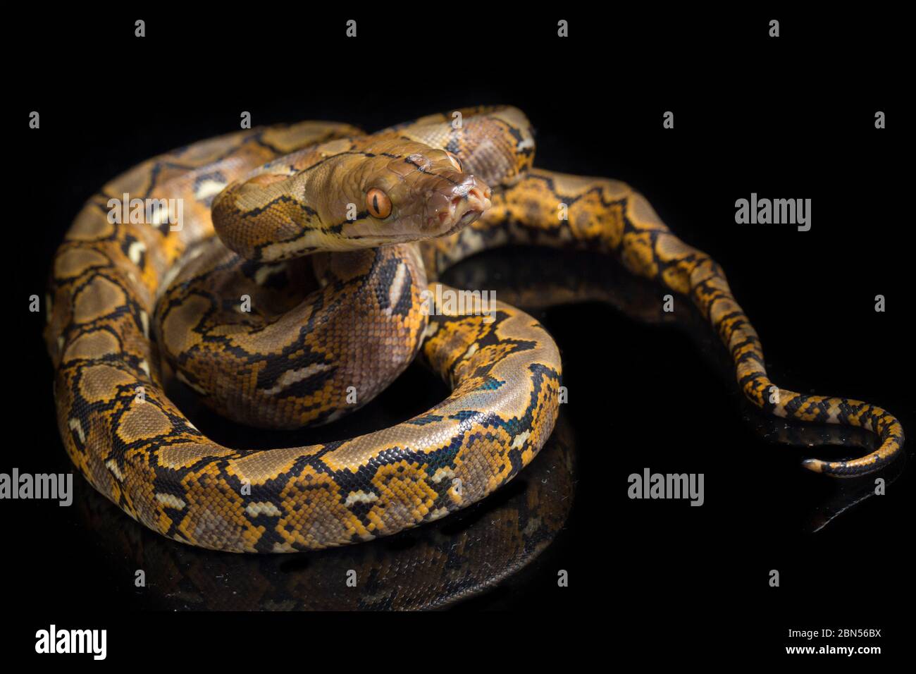 Reticulated Python (Python reticulatus) isolated on black background ...