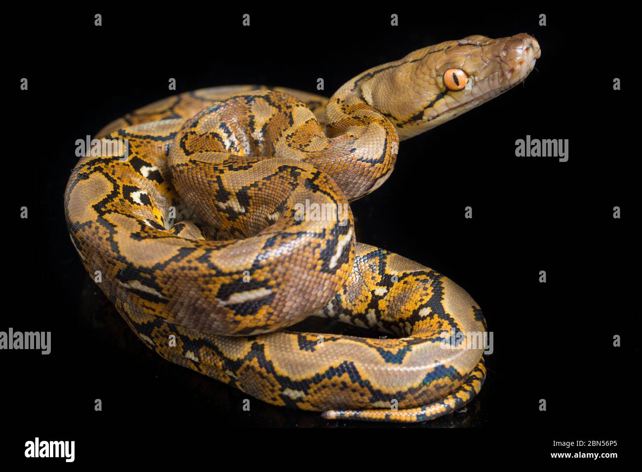 Reticulated Python (Python reticulatus) isolated on black background ...