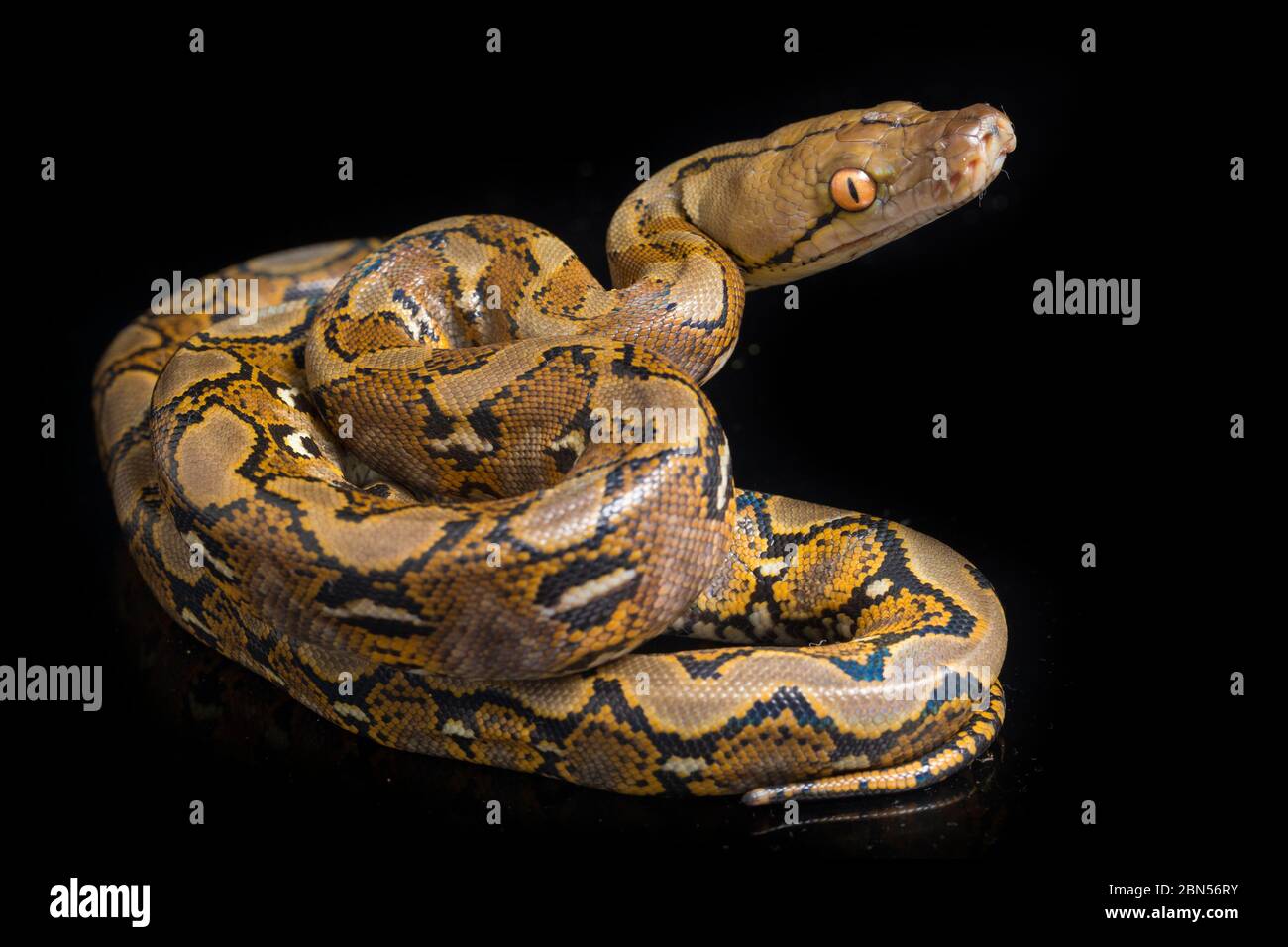 Reticulated Python (Python reticulatus) isolated on black background ...