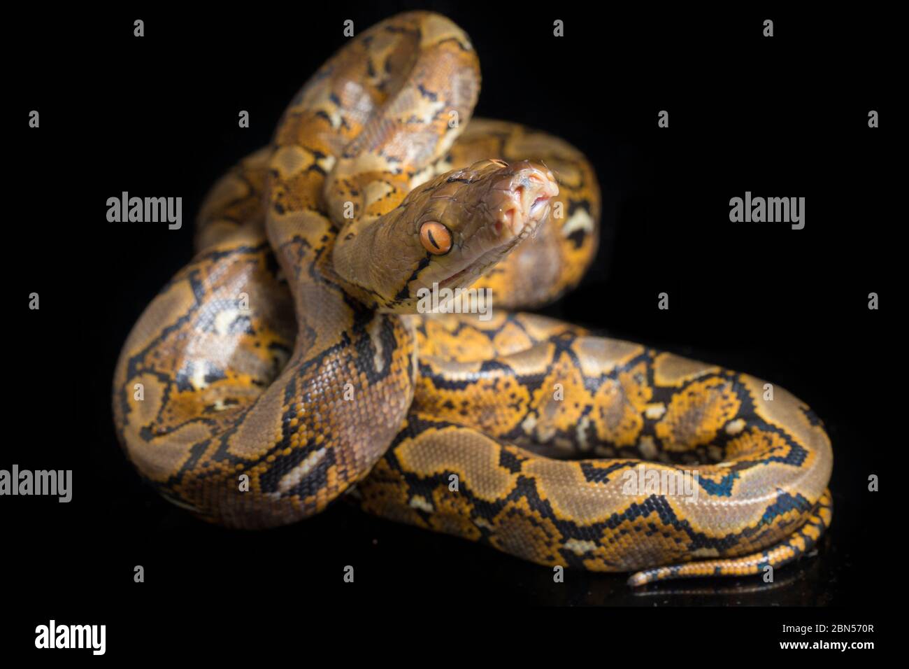 Reticulated Python (Python reticulatus) isolated on black background ...
