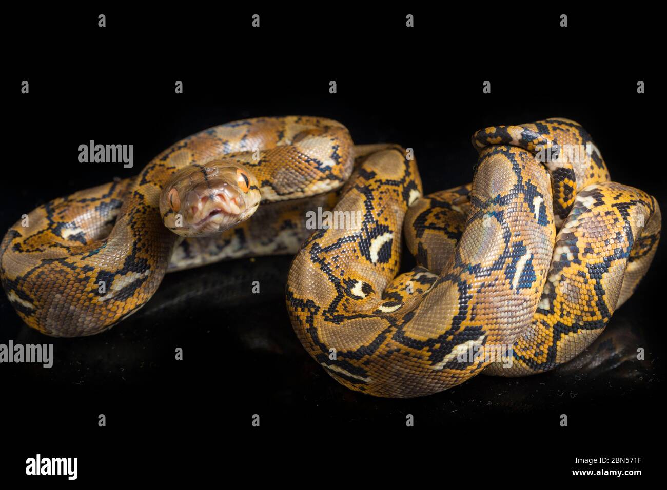 Reticulated Python (Python reticulatus) isolated on black background ...