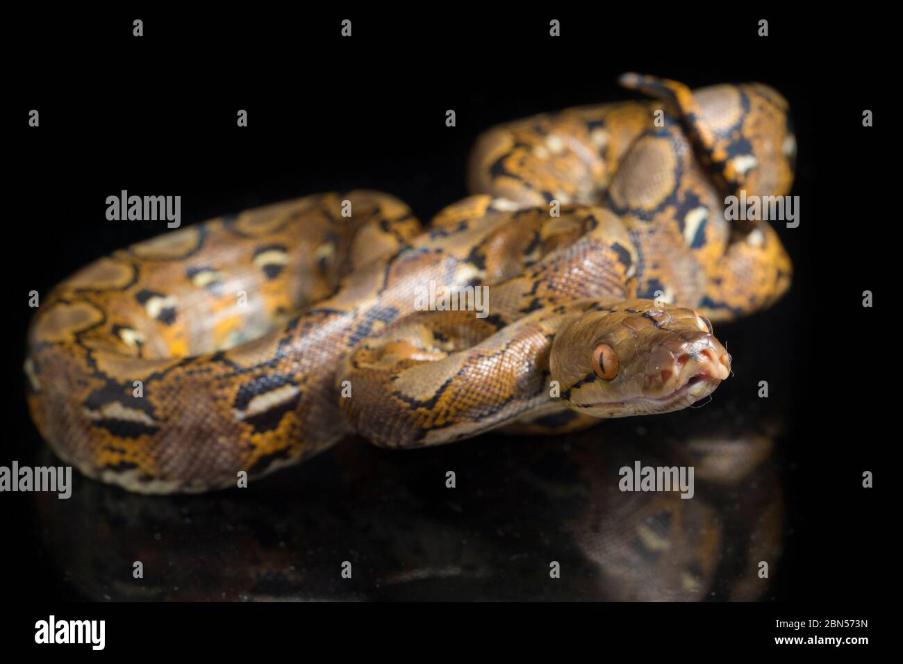 Reticulated Python (Python reticulatus) isolated on black background ...