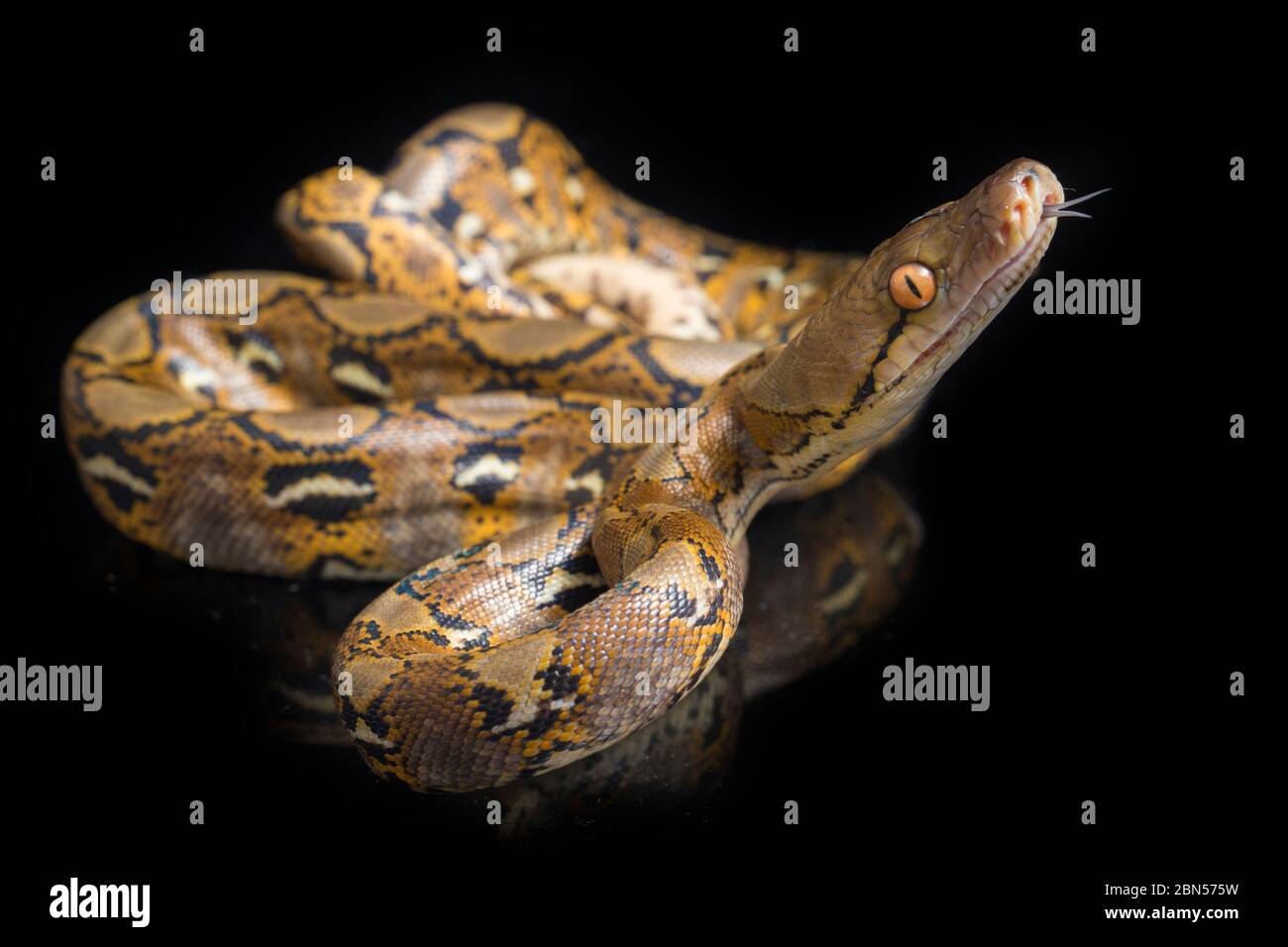 Reticulated Python (Python reticulatus) isolated on black background ...