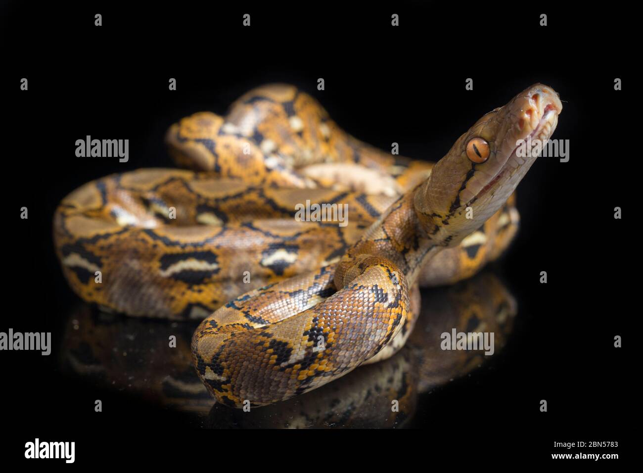 Reticulated Python (Python reticulatus) isolated on black background ...