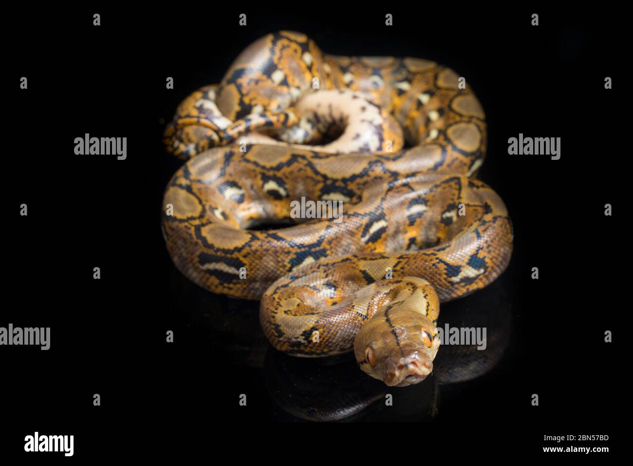 Reticulated Python (Python reticulatus) isolated on black background ...