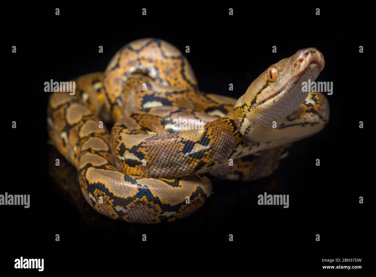Reticulated Python (Python reticulatus) isolated on black background ...