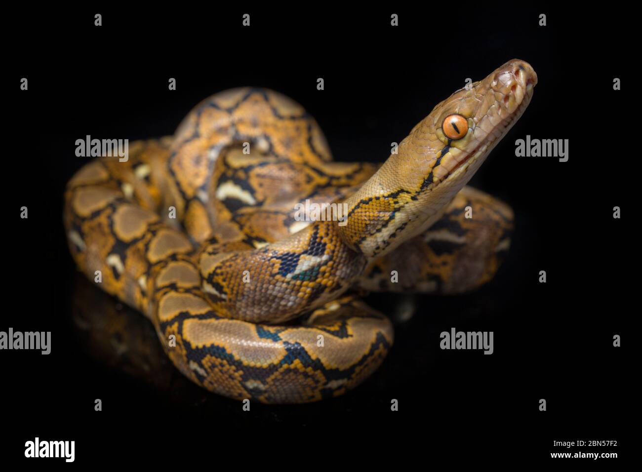Reticulated Python (Python reticulatus) isolated on black background ...