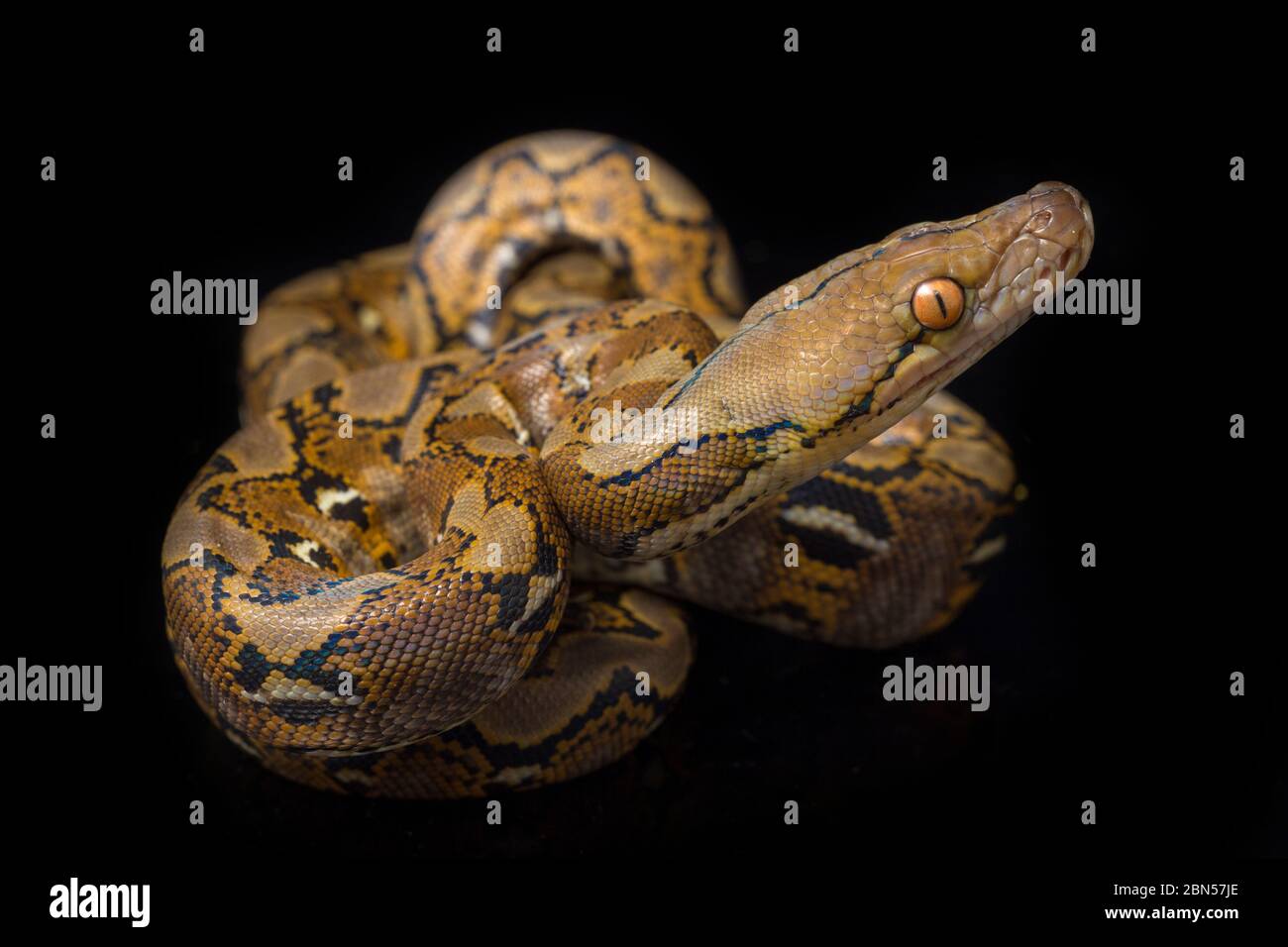 Reticulated Python (Python reticulatus) isolated on black background ...