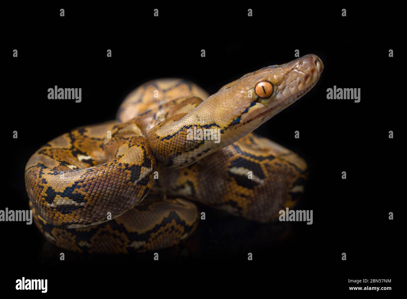 Reticulated Python (Python reticulatus) isolated on black background ...