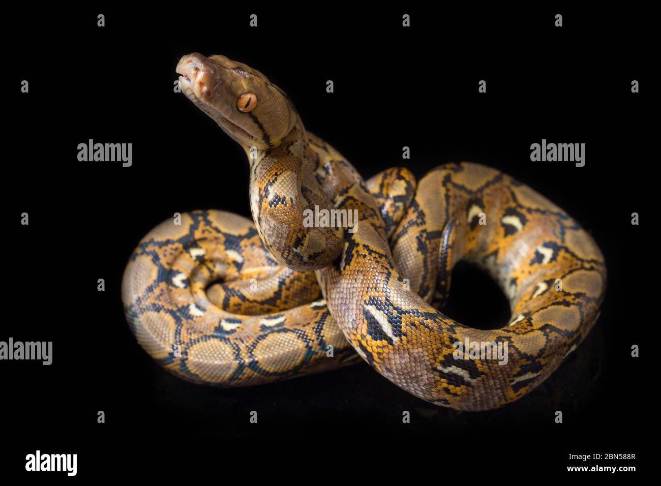 Reticulated Python (Python reticulatus) isolated on black background ...