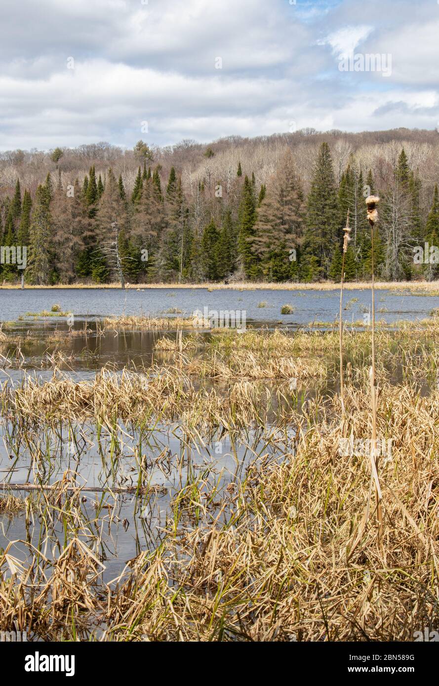 Pond and forest at beaver meadow trail at Arrowhead Park in springtime ...