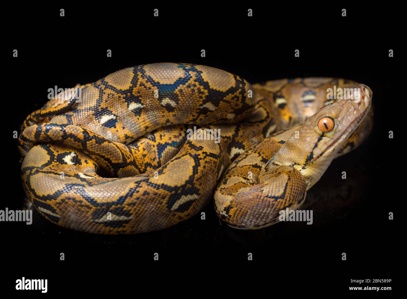 Reticulated Python (Python reticulatus) isolated on black background ...