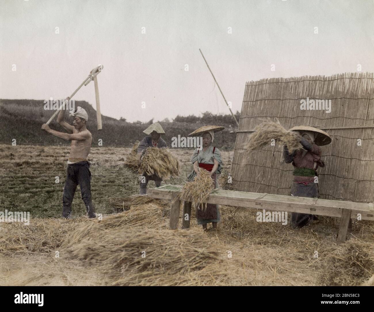 Threshing rice grains, Japan Stock Photo - Alamy