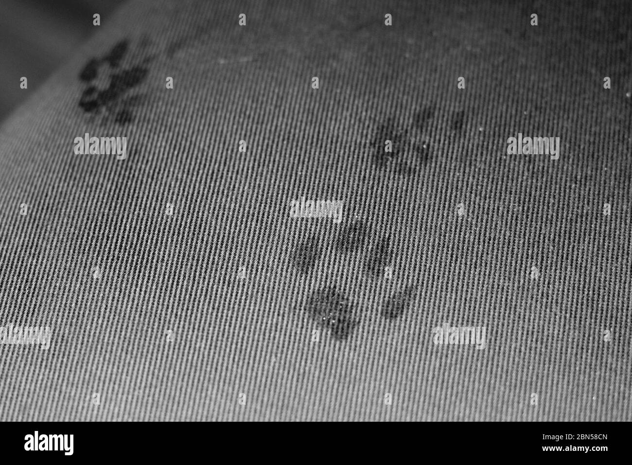 Pattern with paws Black and White Stock Photos & Images - Alamy