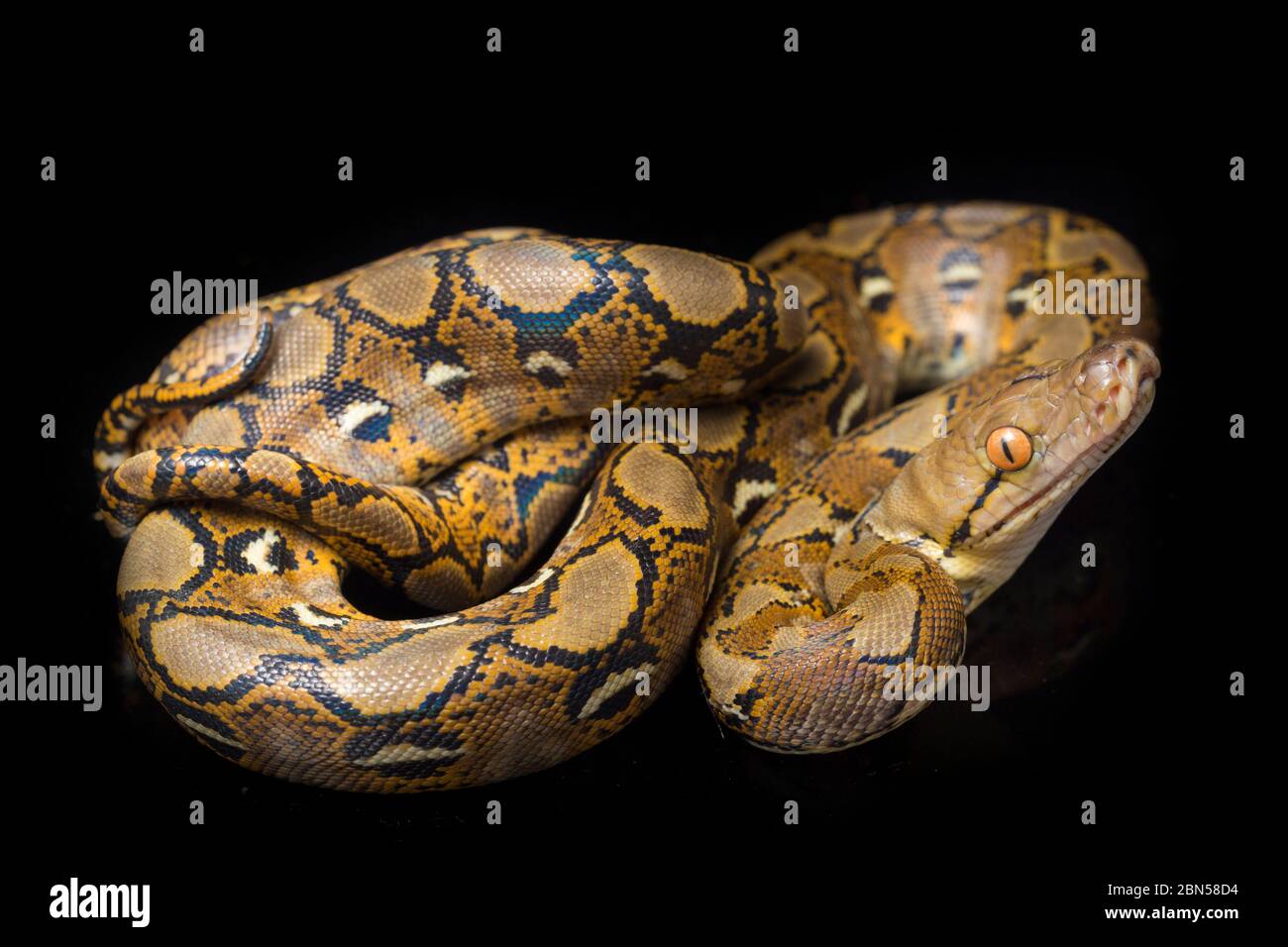 Reticulated Python (Python reticulatus) isolated on black background ...