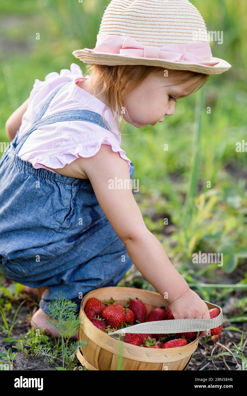 Child picking strawberries. Healthy food for children. Kids pick fresh ...
