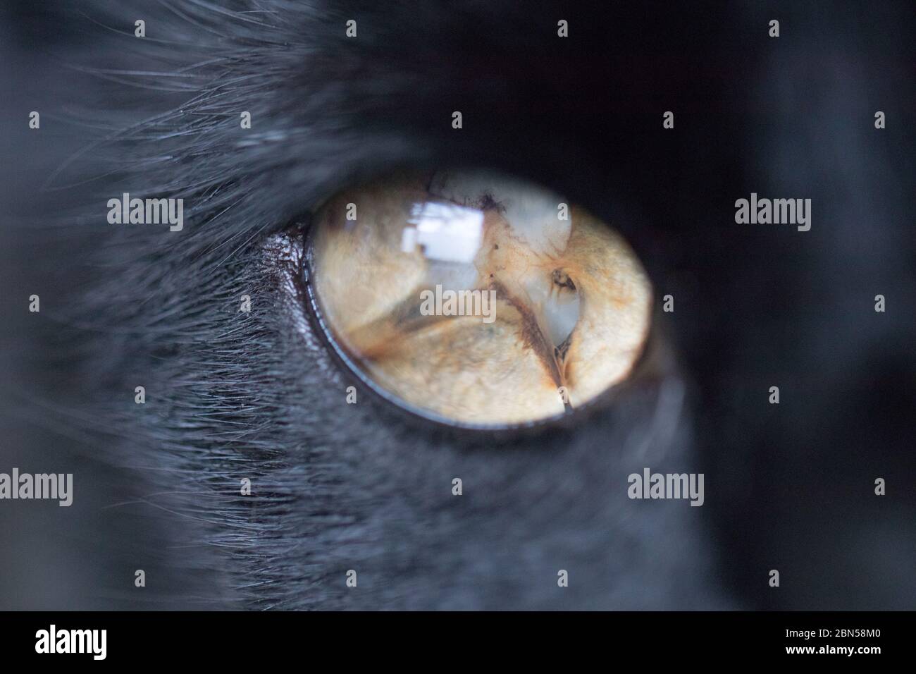Injured feline hi-res stock photography and images - Alamy