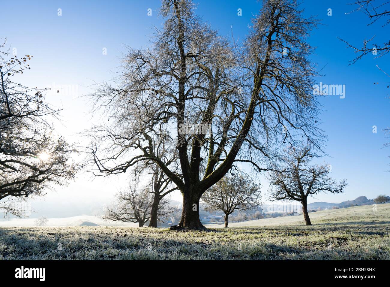 A pear tree on a frosty field in Switzerland Stock Photo - Alamy