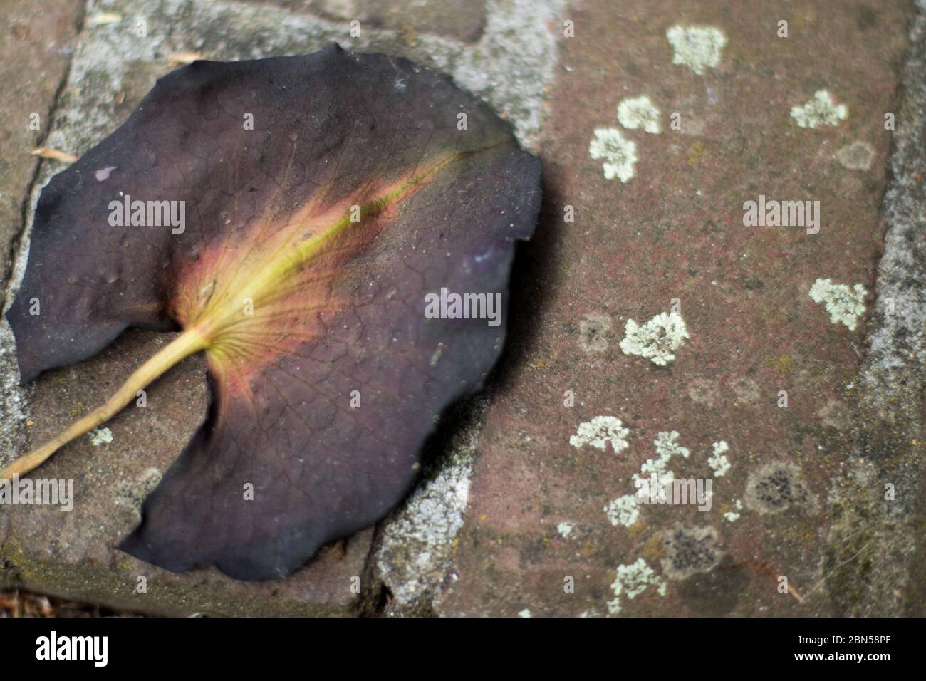 Algae on bricks hi-res stock photography and images - Alamy