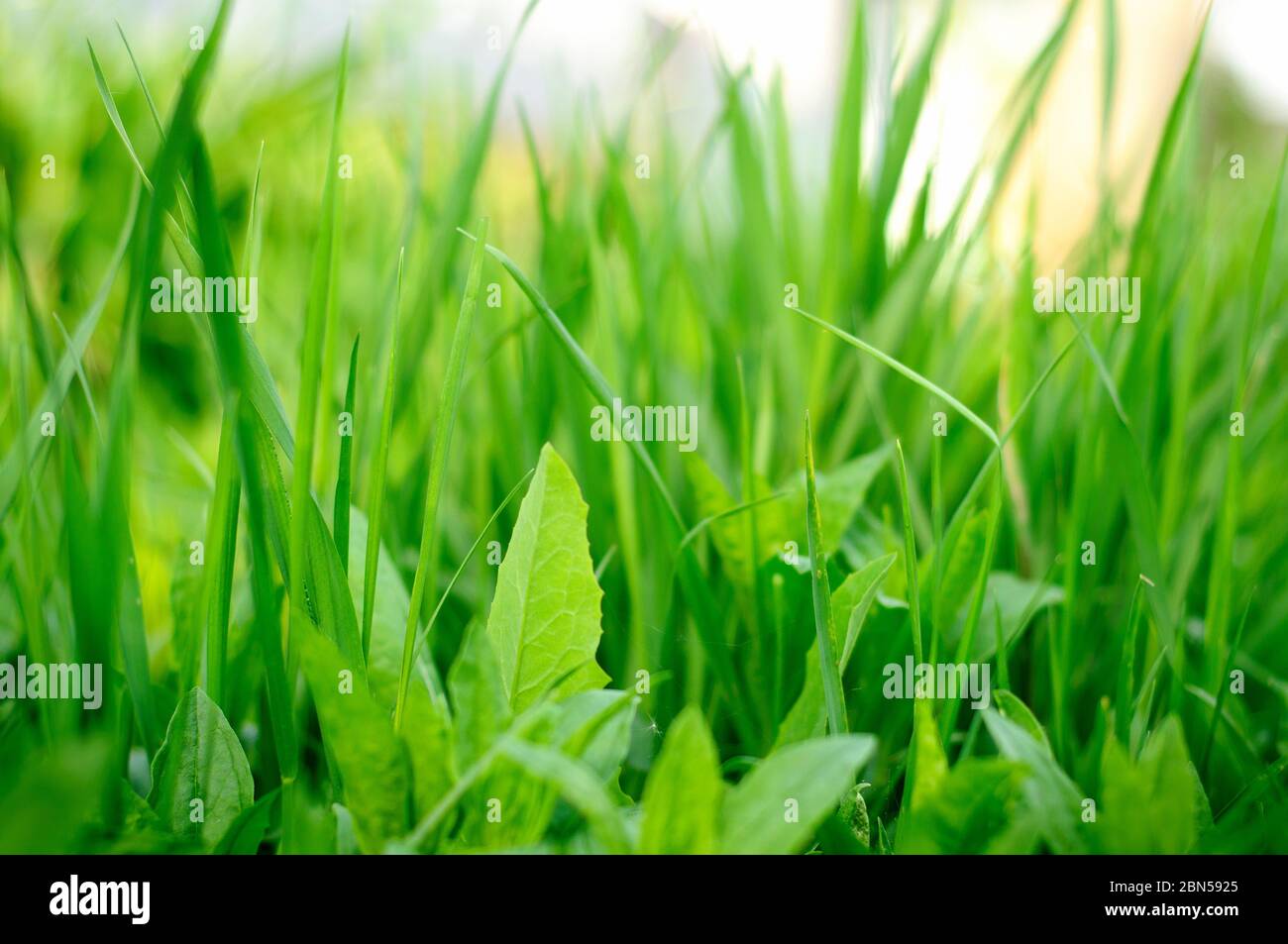 Green realistic horizontal grass hi-res stock photography and images ...