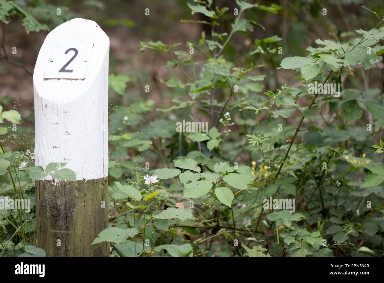 Direction Pole of Hiking Route in the Woods in the Netherlands Stock ...