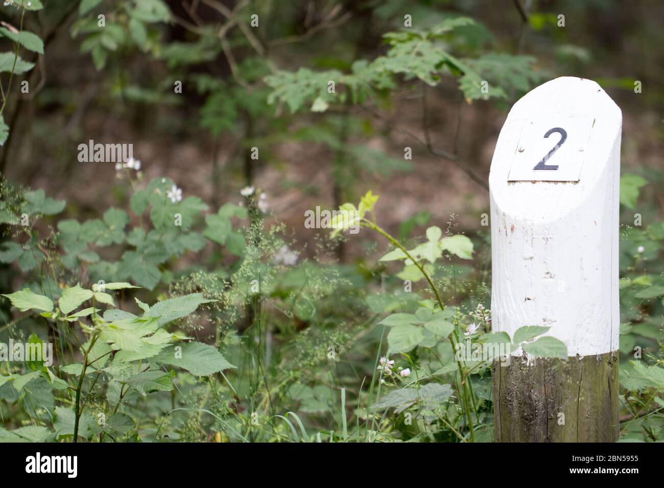 Direction Pole of Hiking Route in the Woods in the Netherlands Stock ...