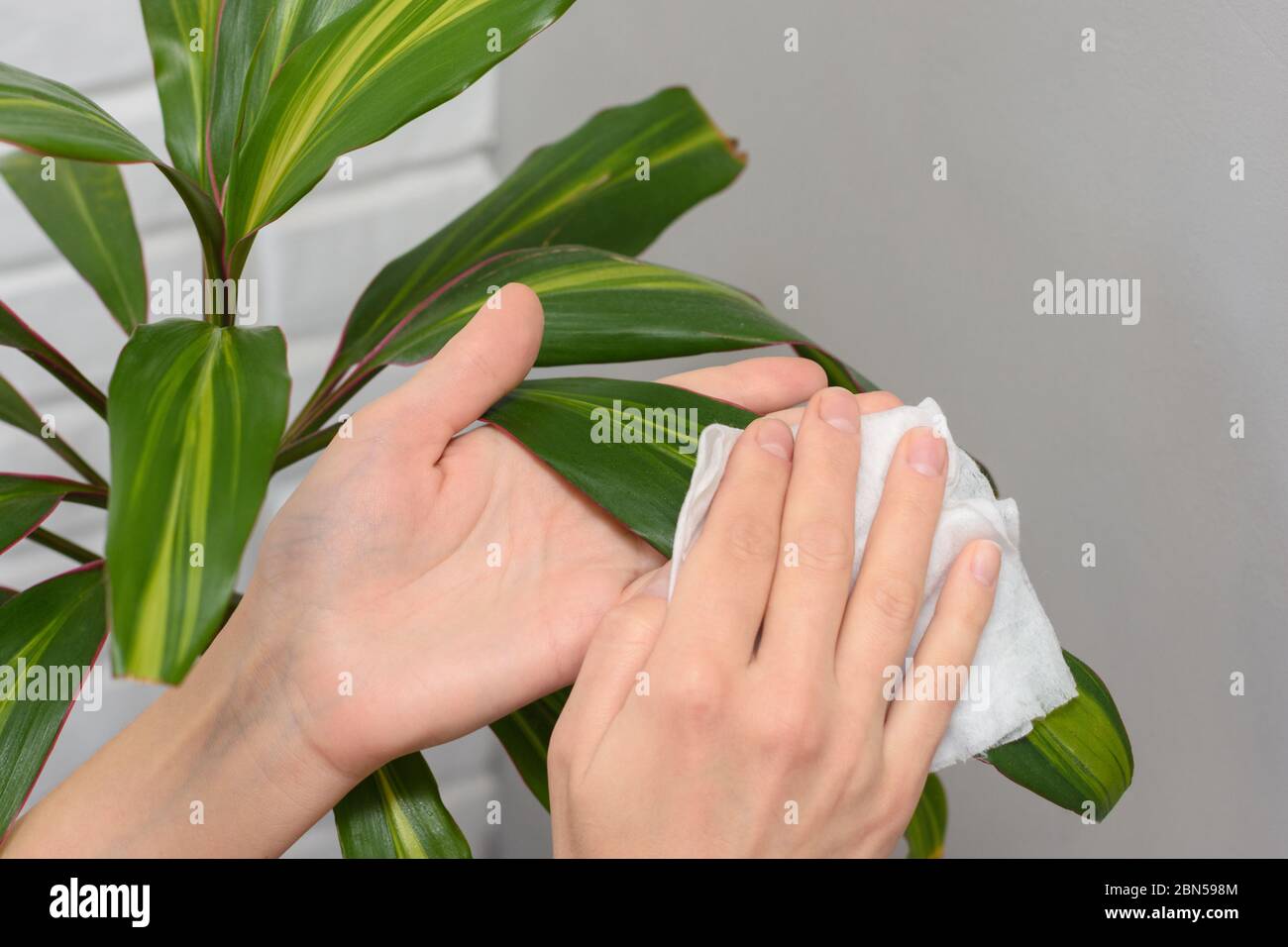 Cleaning the apartment, wipes dust with plants with a napkin Stock ...