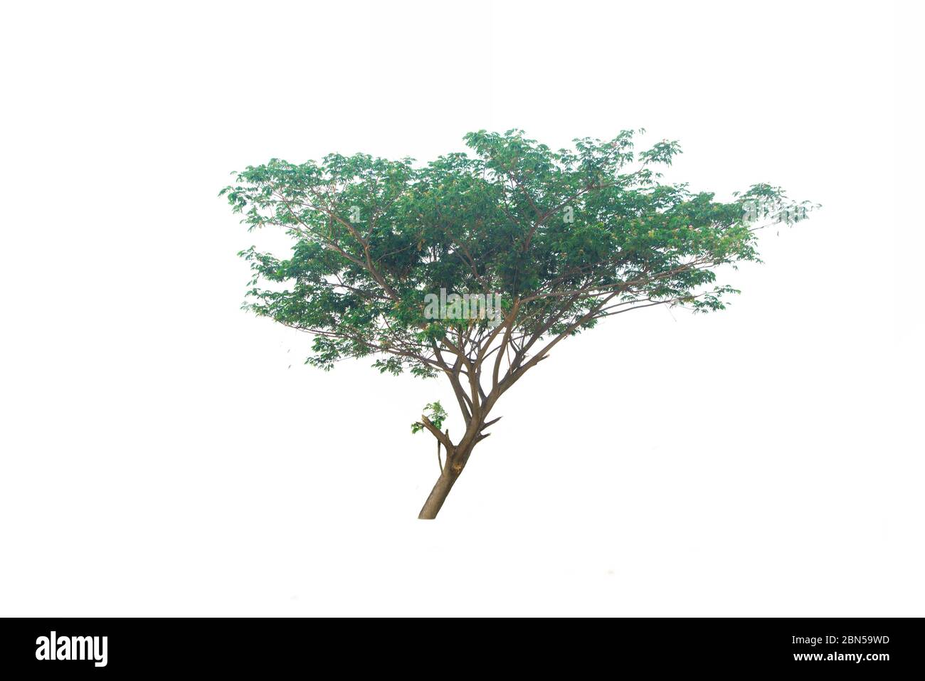 Green tree on isolated, an evergreen leaves plant di cut on white ...