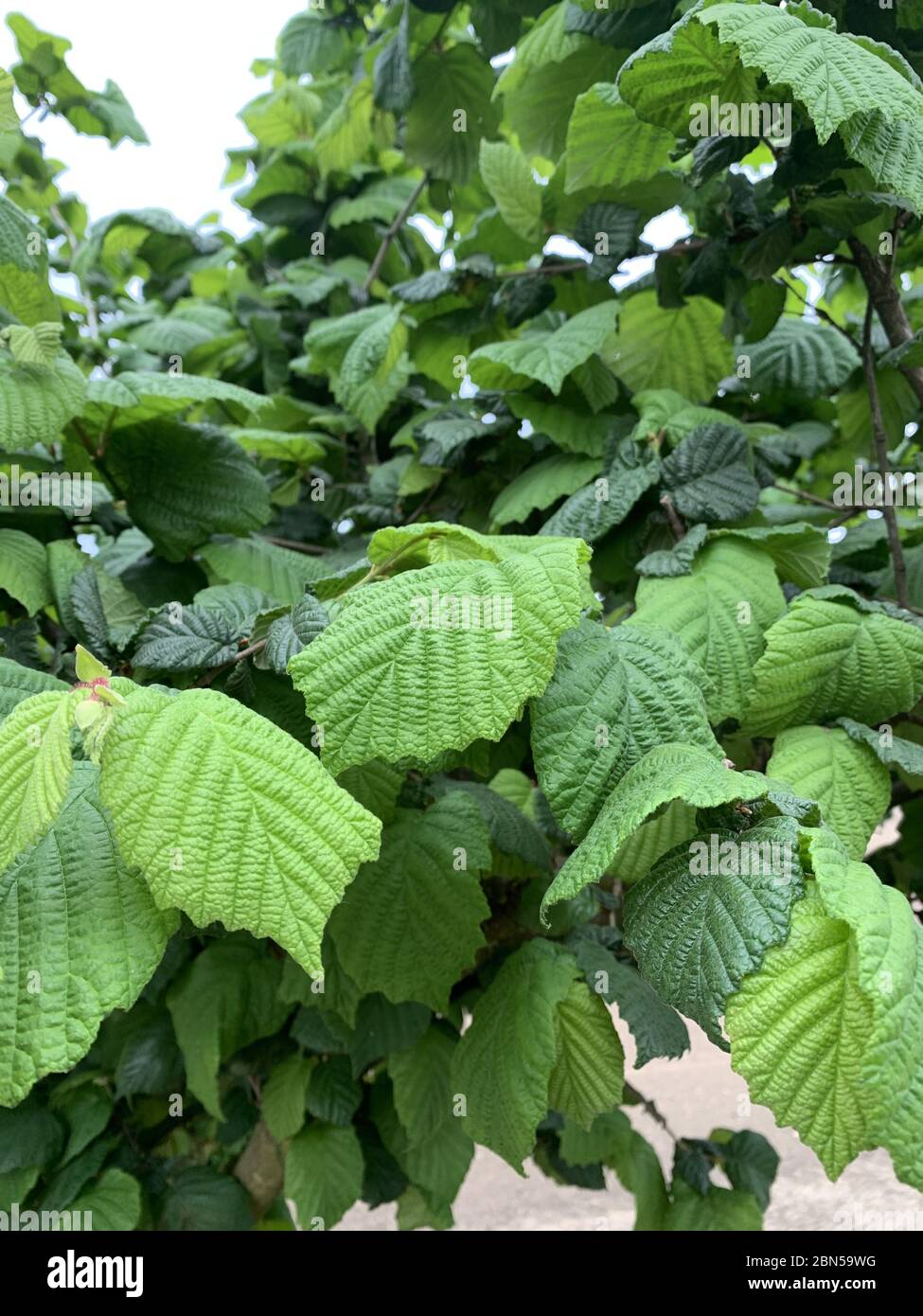 Hazelnut tree oregon hi-res stock photography and images - Alamy