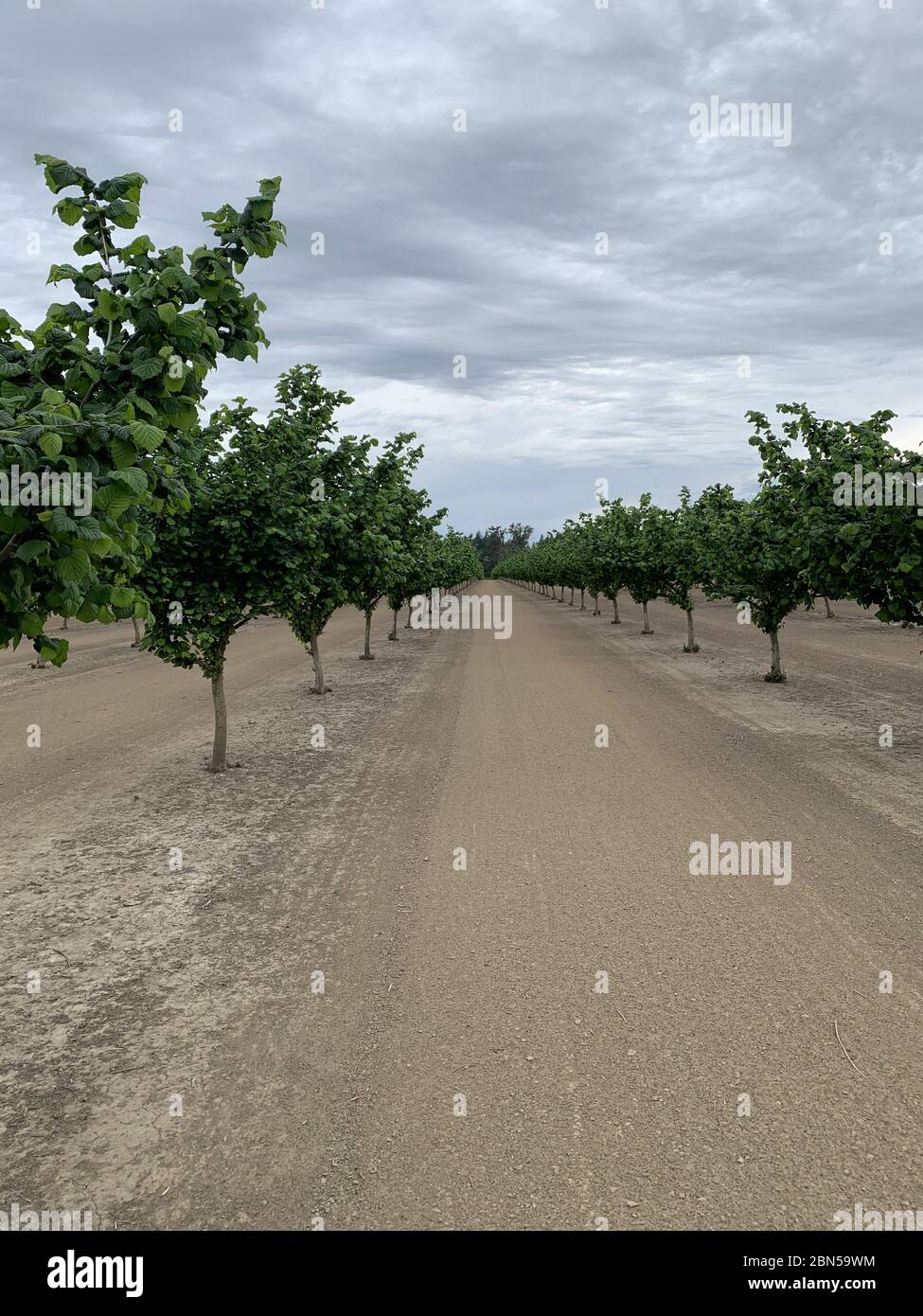 A hazelnut orchard growing in the Willamette Valley of Oregon Stock ...