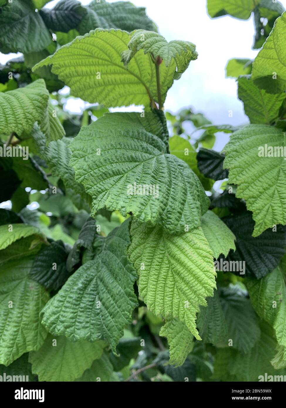 A hazelnut orchard growing in the Willamette Valley of Oregon Stock ...